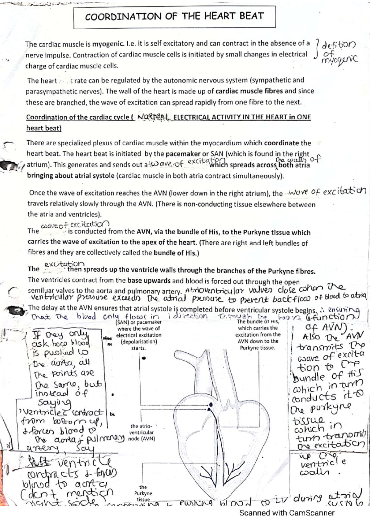Coordination of the Heart Beat, Control of the heart rate and ECGs ...