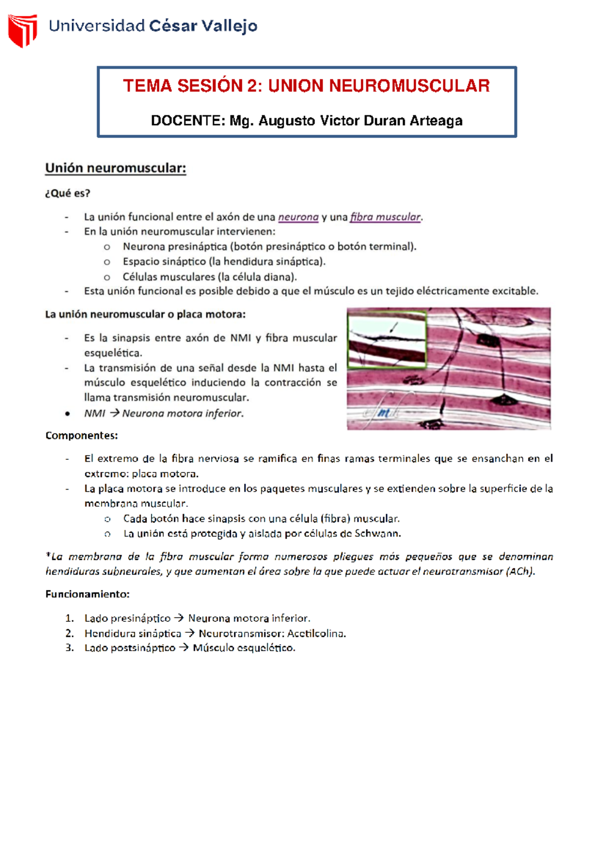Practica 2.2 - Union Neuromuscular - LA PLACA NEUROMUSCULAR También ...