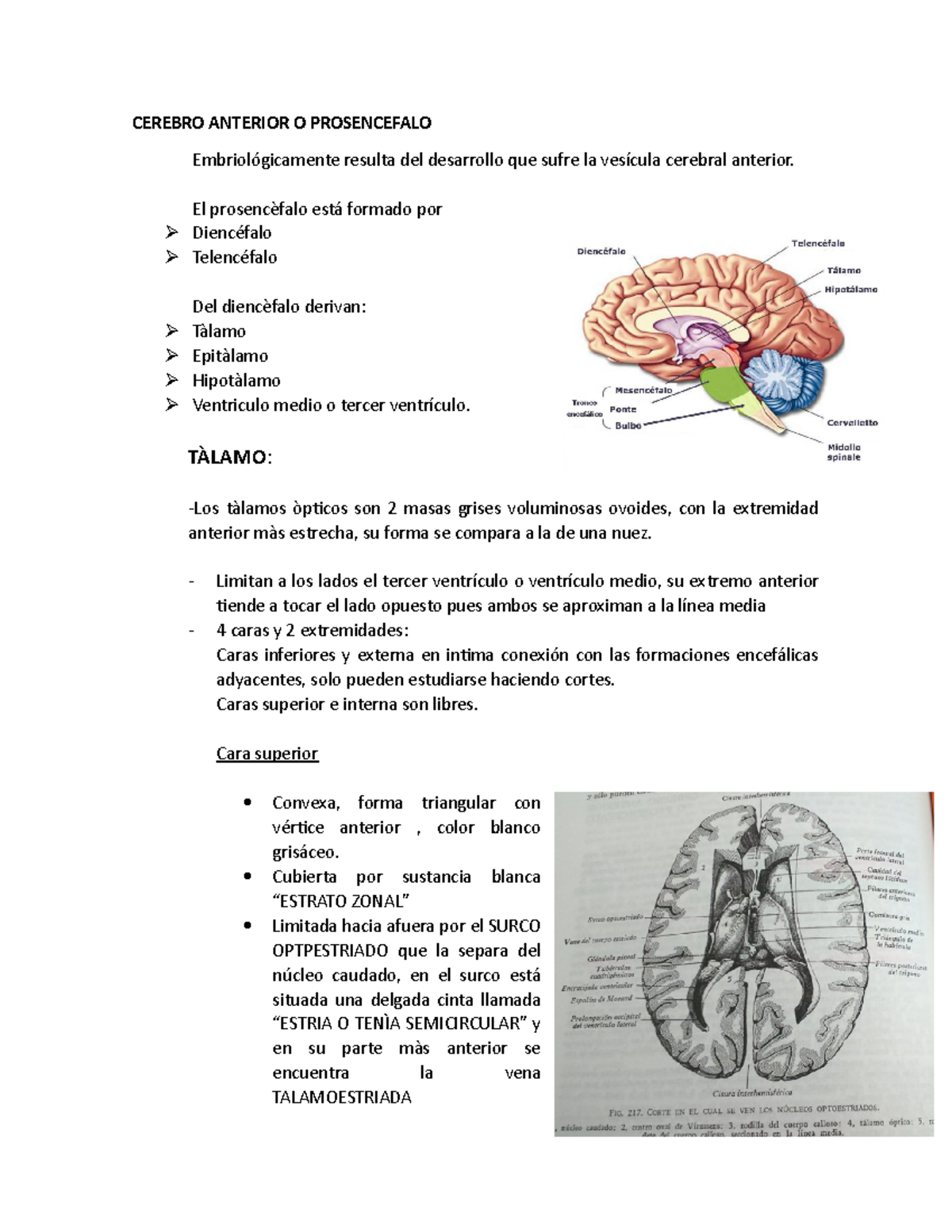 Prosencefalo - Resumen Netter's Anatomy - CEREBRO ANTERIOR O ...