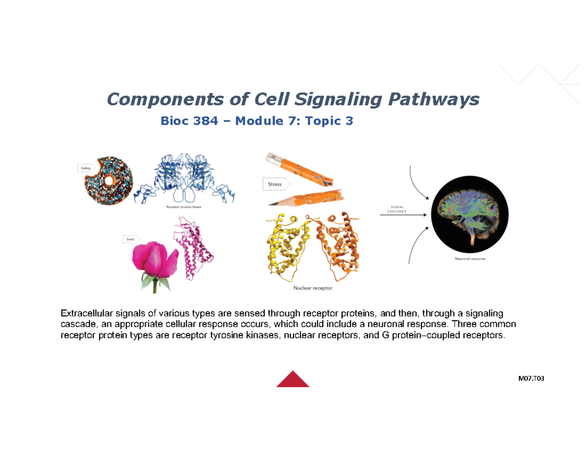 BIOCHEM LECTURE NOTS SIGNALING - Components of Cell Signaling Pathways ...