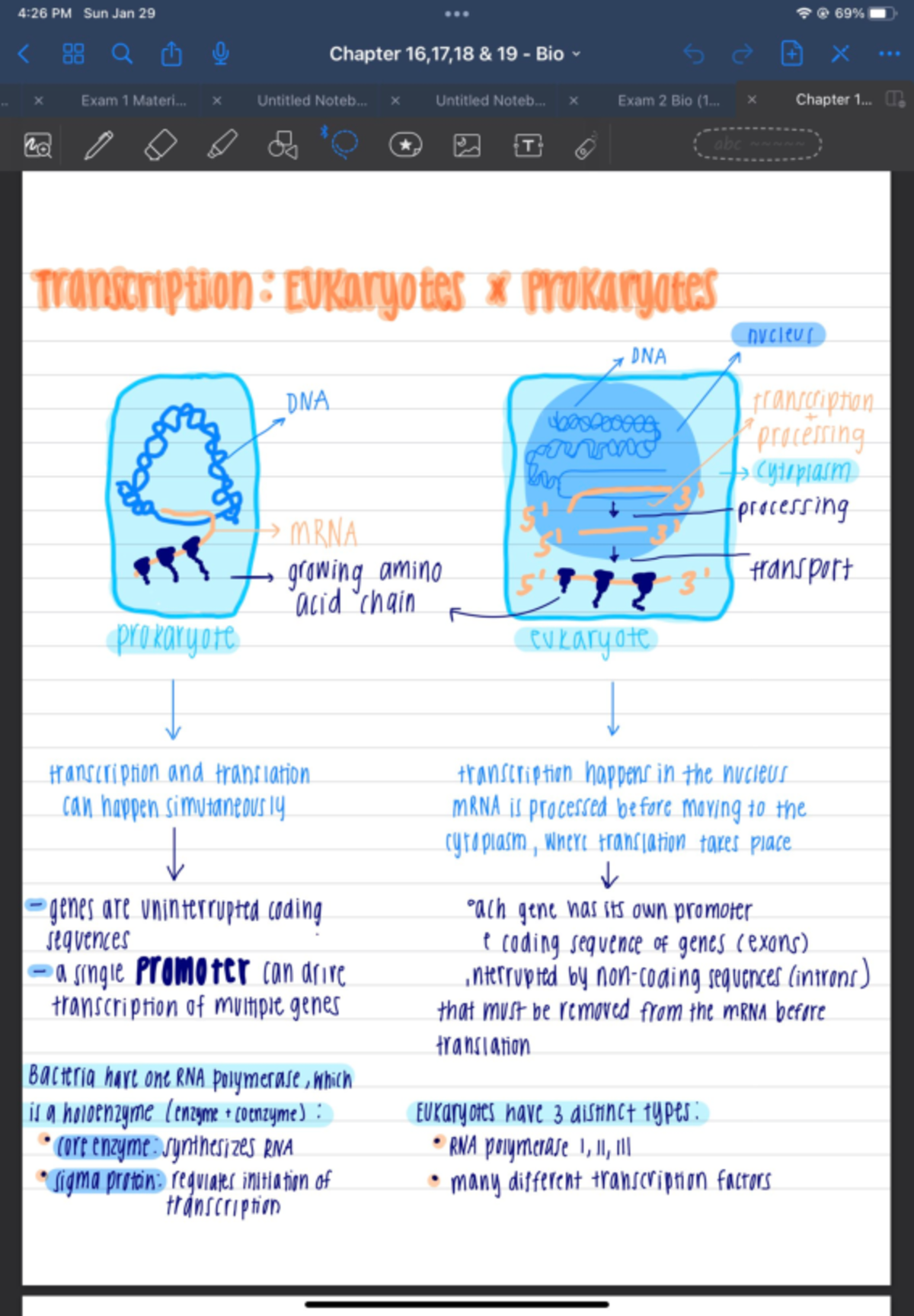Chapter 17 Notes - BI 111 - Studocu