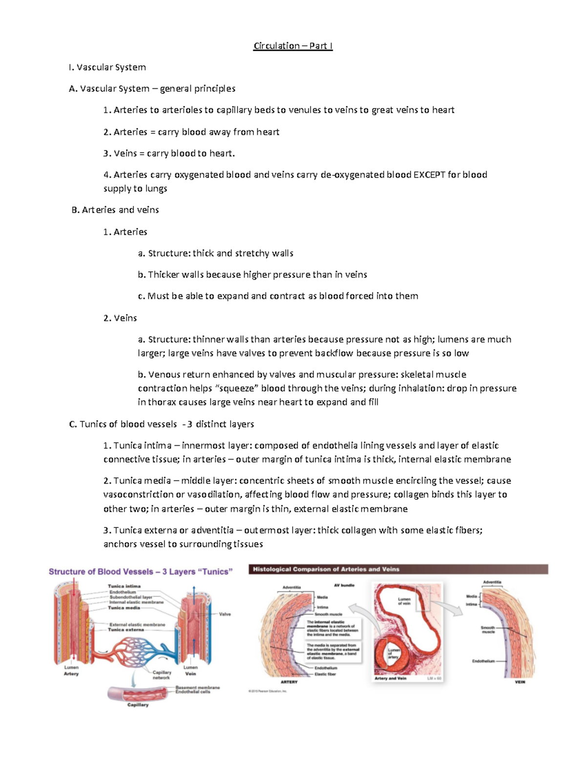 Circulation - My lecture notes for class - Human Morphology and ...
