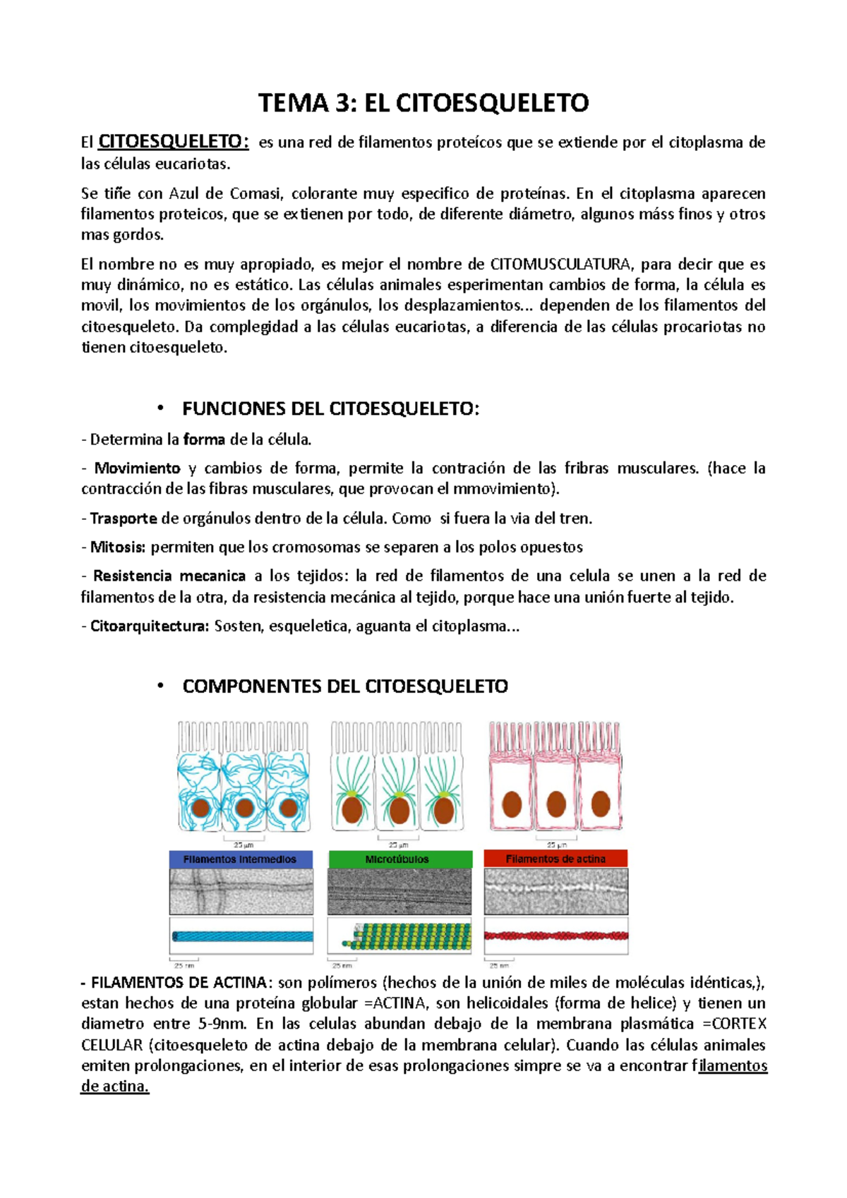 CITO& Histo TEMA 3 (apunts) - Warning: TT: undefined function: 32 TEMA 3: EL CITOESQUELETO El ...