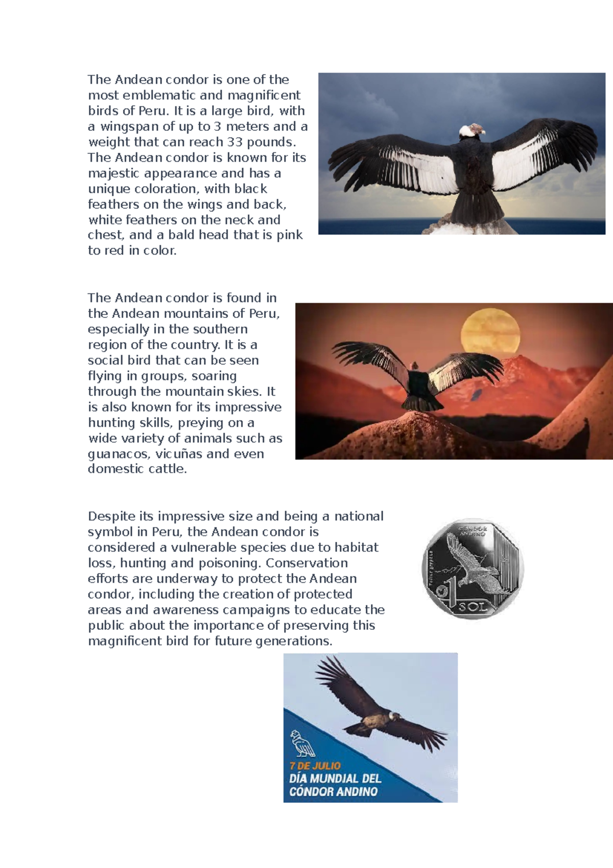 Condor andino - The Andean condor is one of the most emblematic and ...