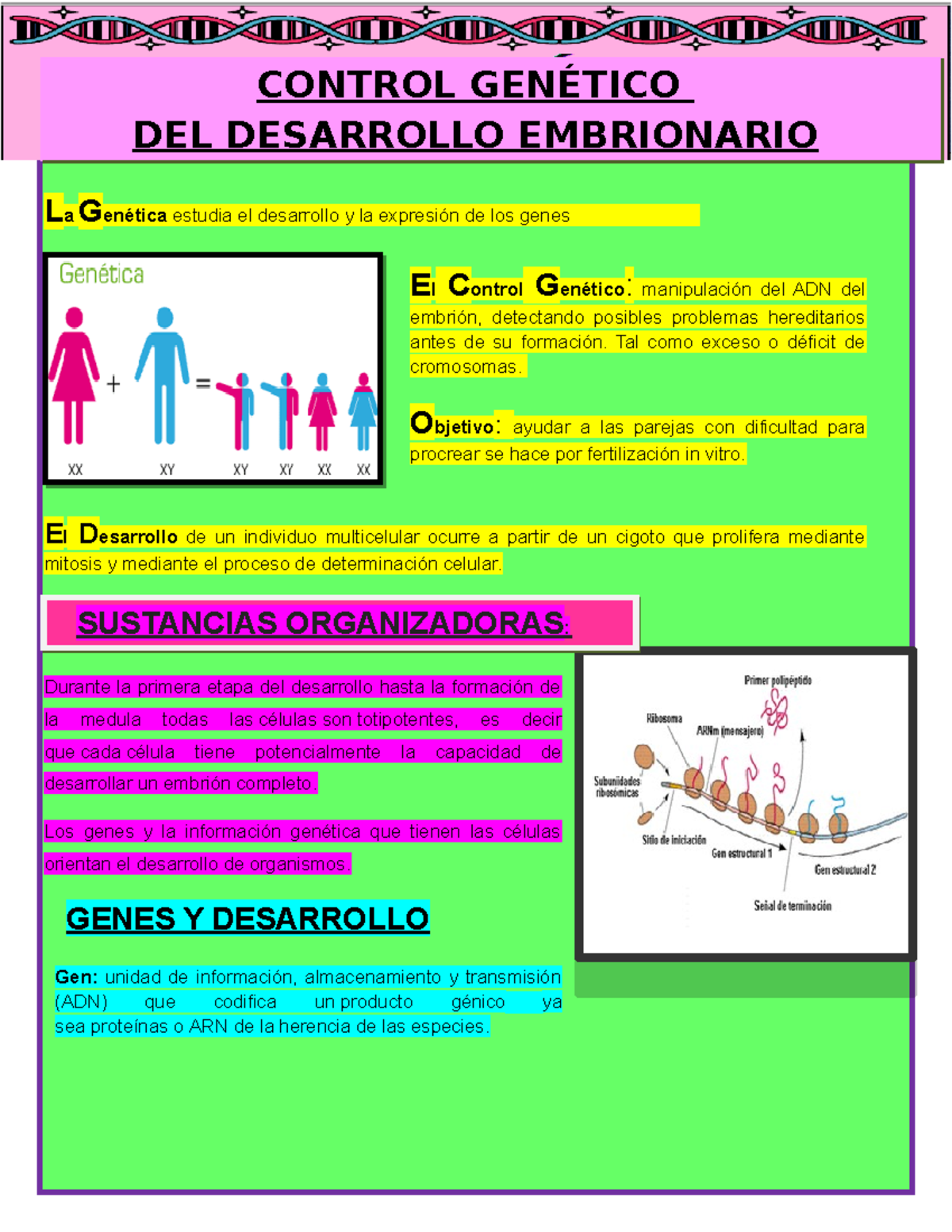 Infografia Conesarrollo embrionario - La Genética estudia el desarrollo ...