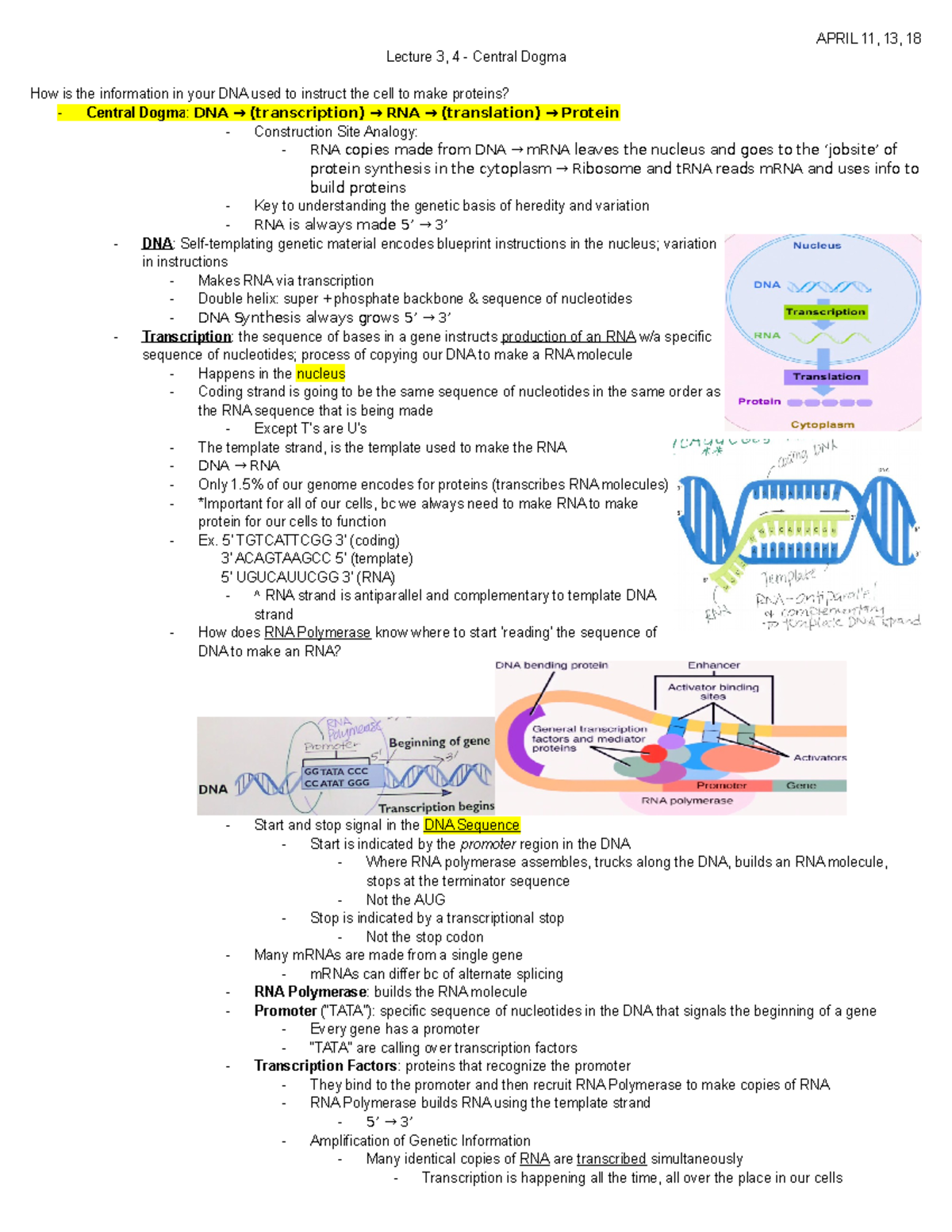 Lecture 3, 4 - Central Dogma - APRIL 11, 13, 18 Lecture 3, 4 - Central ...