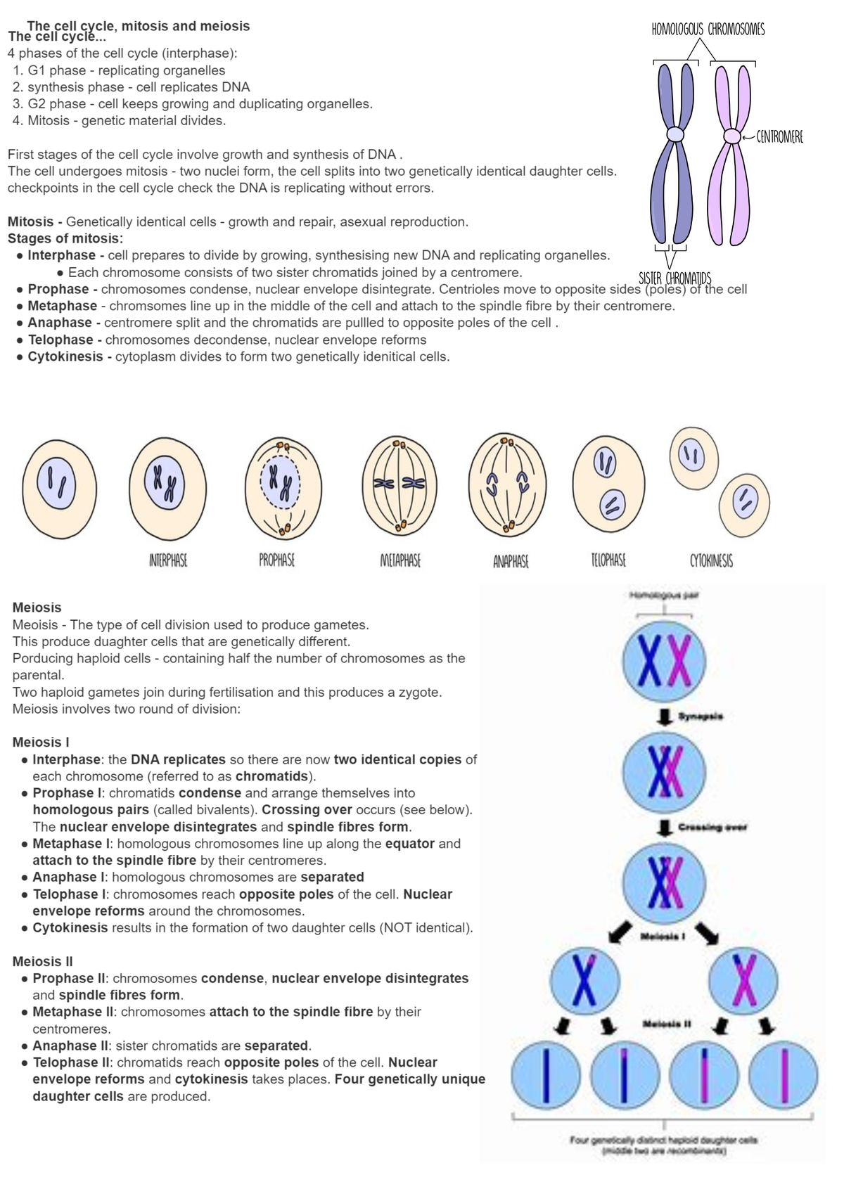 Meiosis VS mitosis - A level WJEC notes. - Studocu