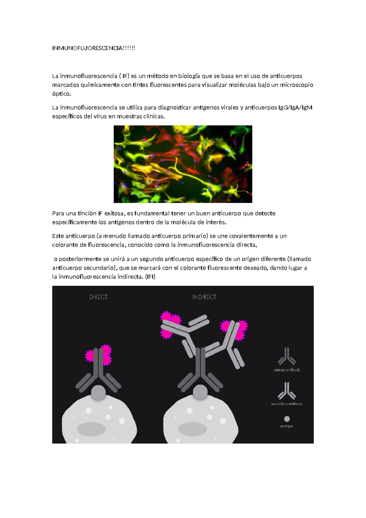 Inmunofluorescencia xsd - INMUNOFLUORESCENCIA!!!!!! La ...