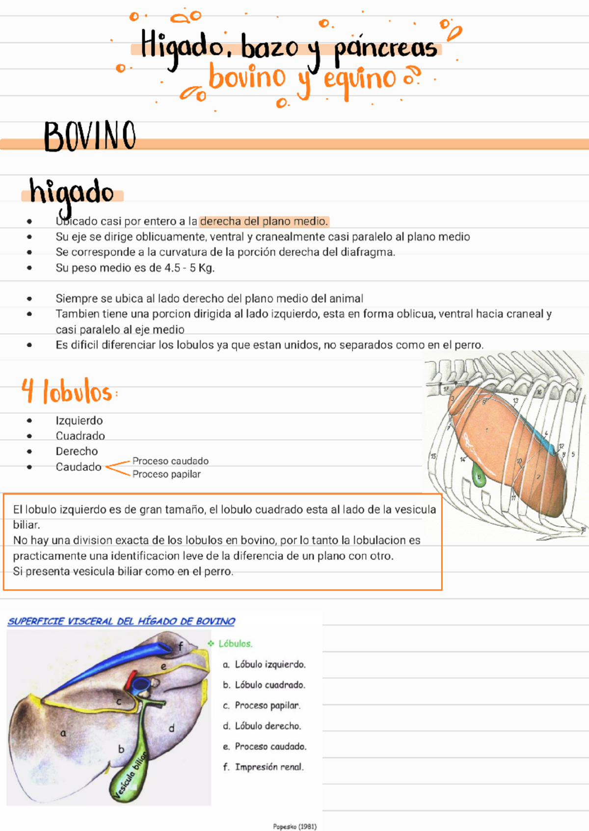 Higado, bazo y páncreas Bovino Equino 230509 23323 230510 120938 ...