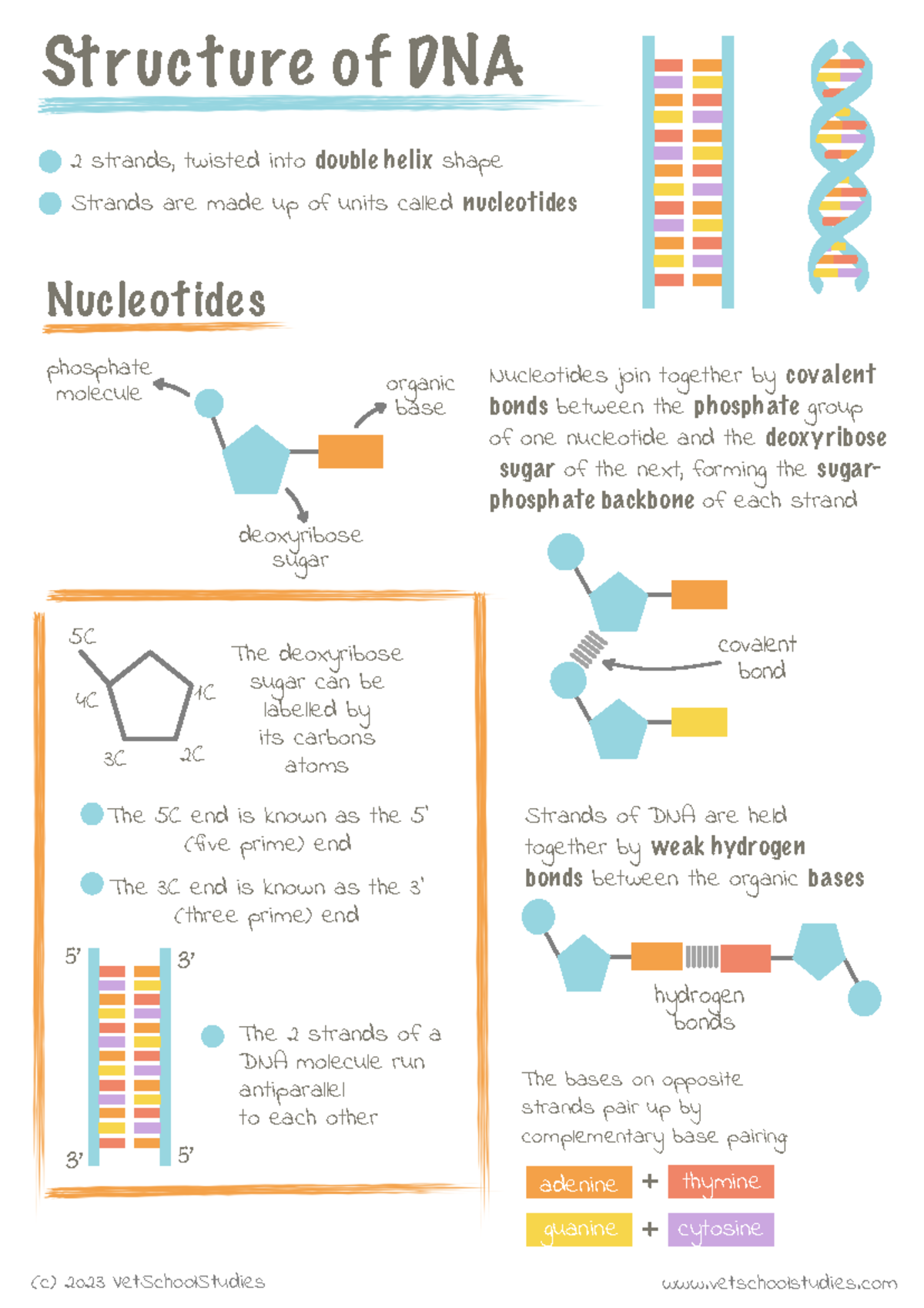 DNAStructureand Replication Study Guide ETSY - Structure of DNA ...