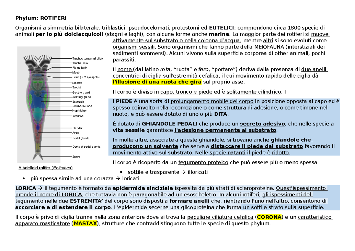 06- rotiferi - Phylum: ROTIFERI Organismi a simmetria bilaterale ...