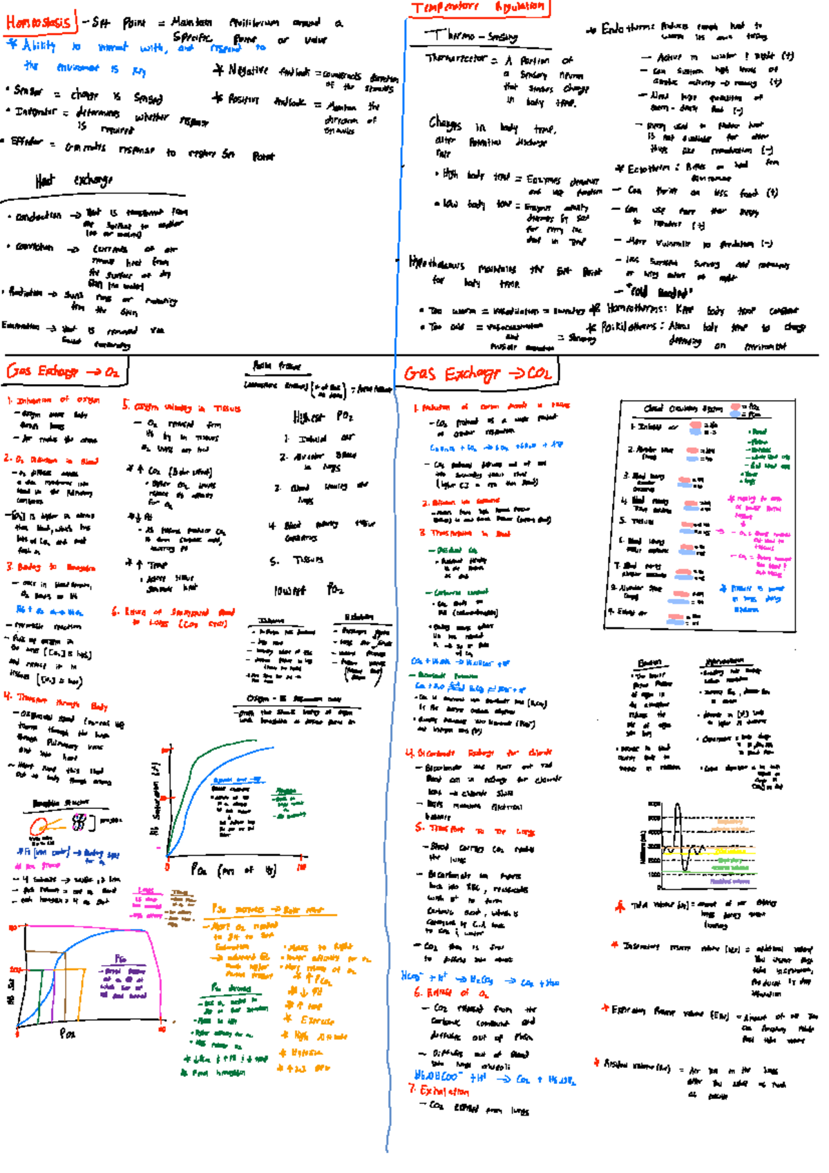 Exam 3 - exam 3 cheat sheet - Temperature Regulation Homeostasis Point ...