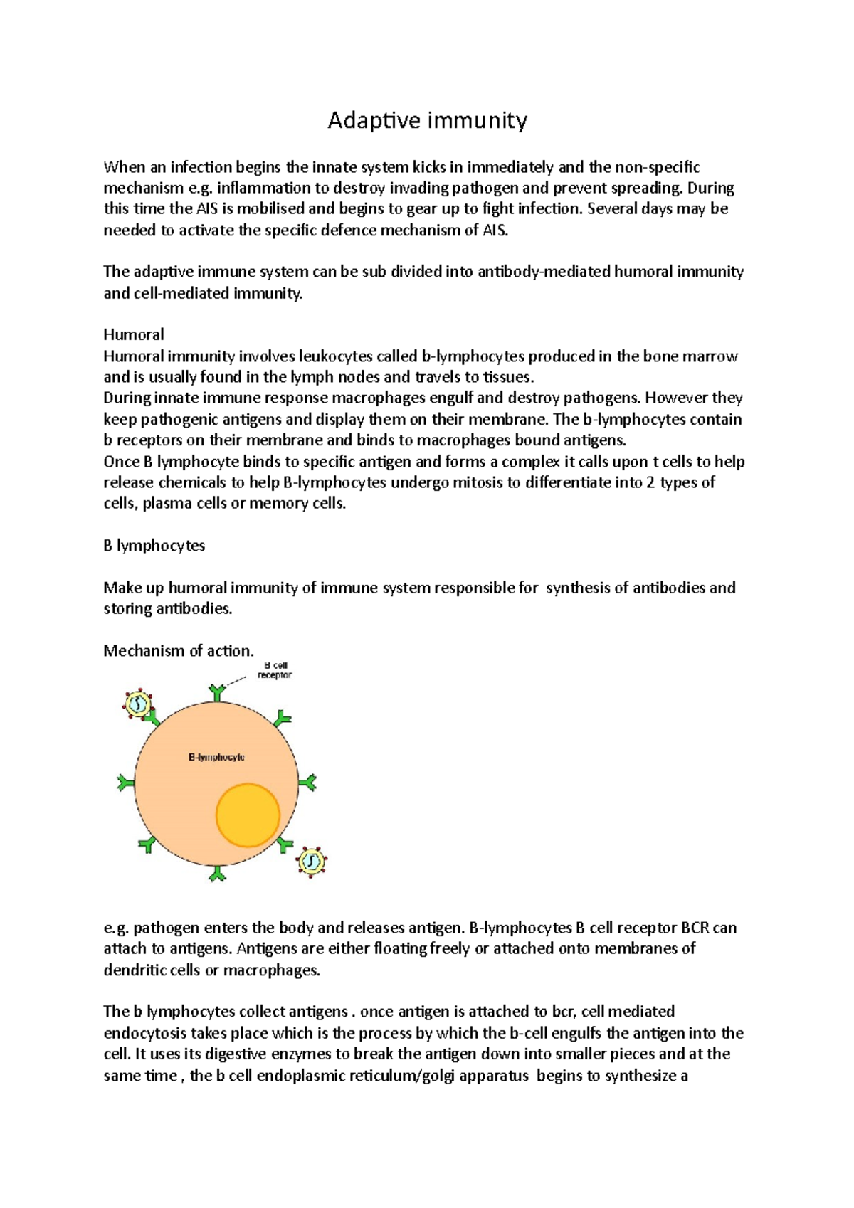 Adaptive immunity - Notes on AI - Adaptive immunity When an infection ...
