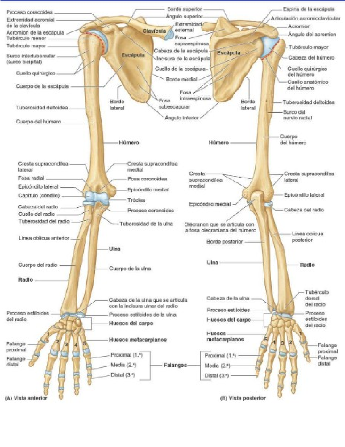 Imagenes osteología - APUNTE - Borde superior Eapina de la escápula ...