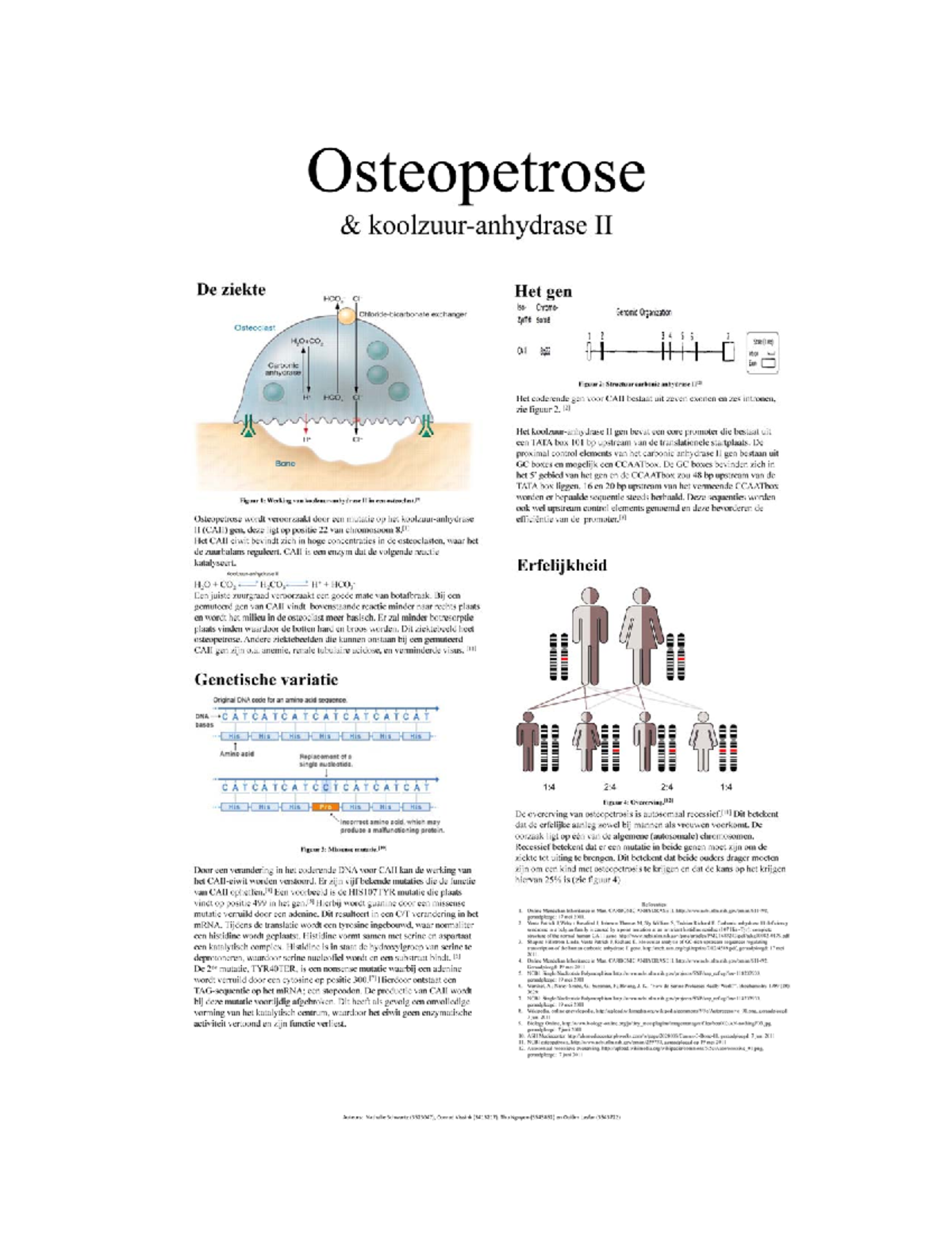 Werkstuk "Poster Osteopetrose " - Homeostase - Studeersnel