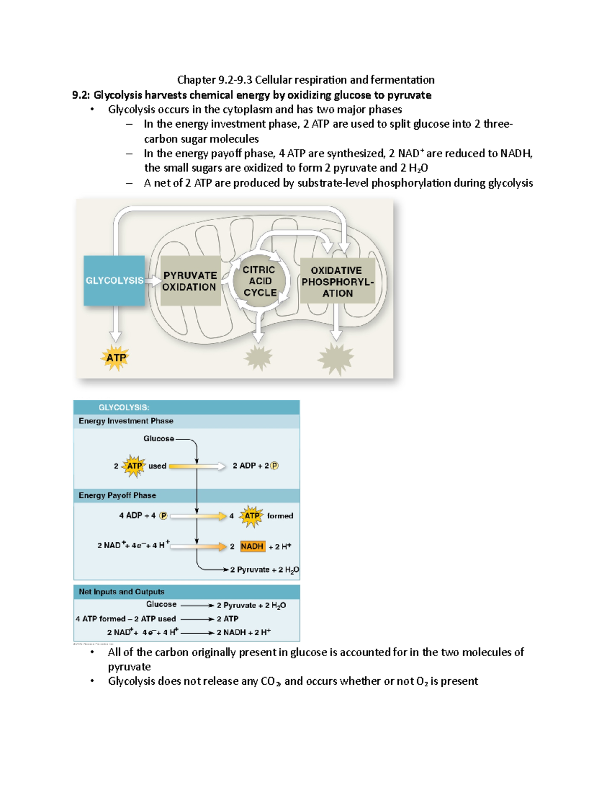Chapter 9 - Campbell Biology text book notes the most important topics ...