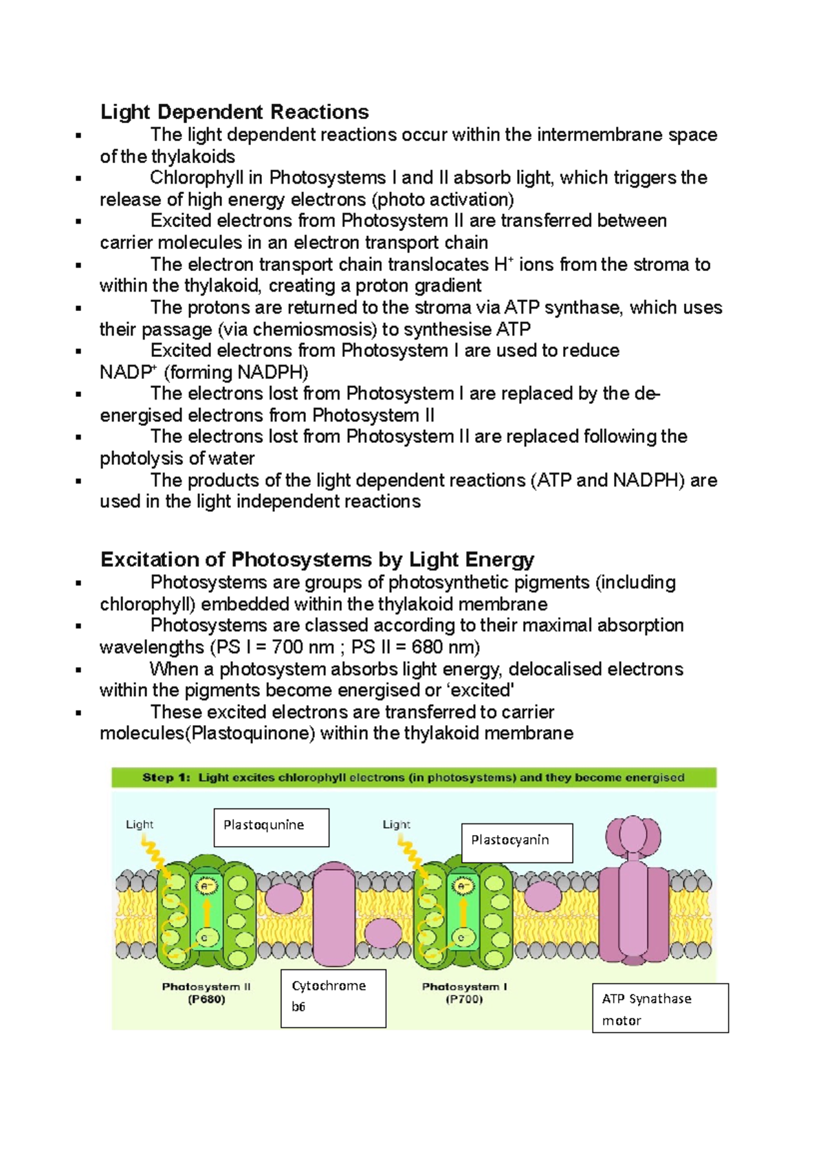 Light Dependent Reactions - As the electrons are passed through the ...