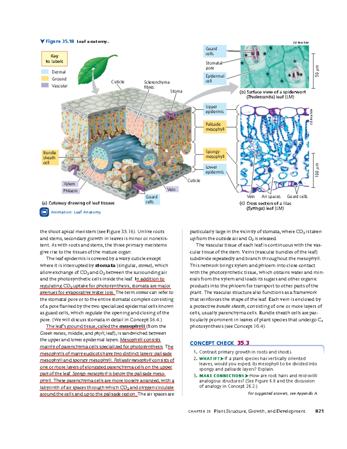 Bio lab 1 pp821 - biology - CHAPTER 35 Plant Structure, Growth, and ...
