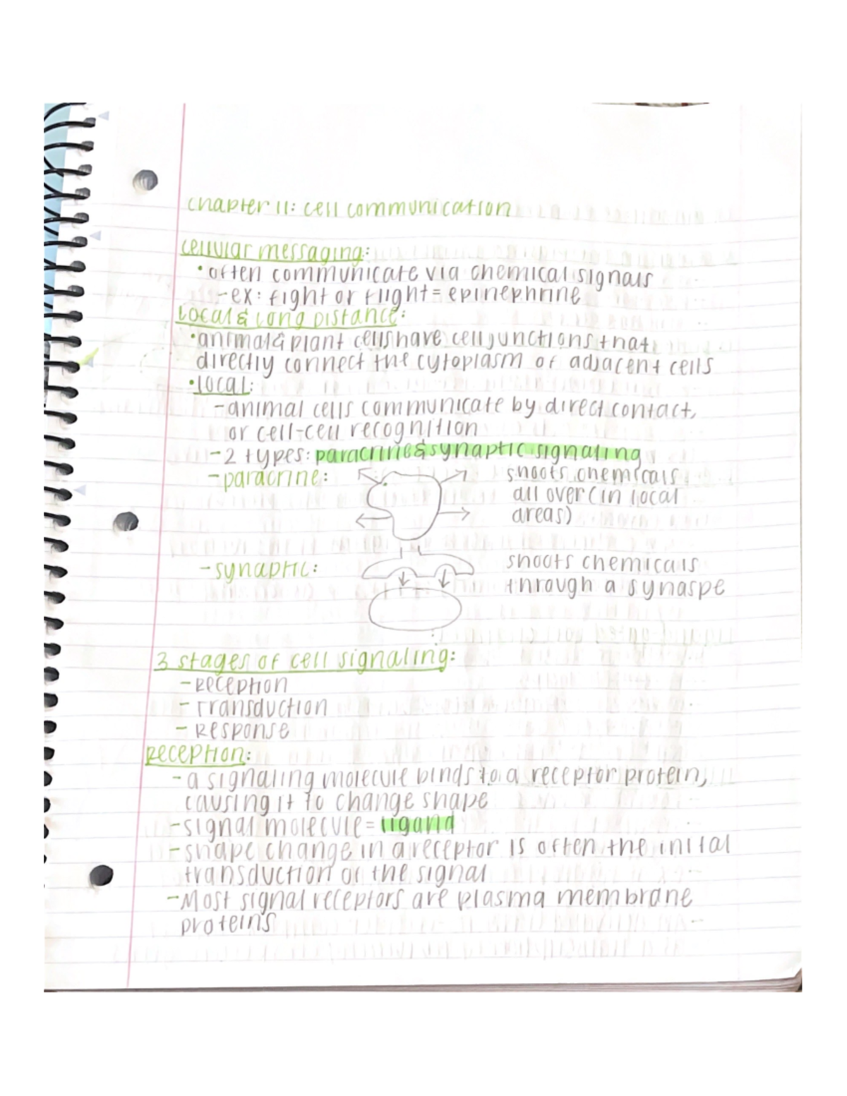 Chapter 11 cell communication - BIOL 111 - Studocu