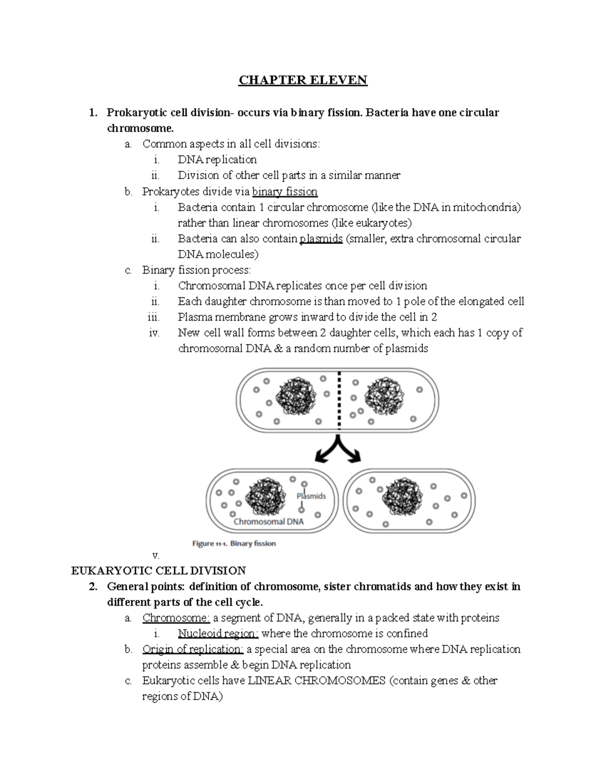 Chapter 11- Cell Cycle and Mitosis - CHAPTER ELEVEN 1. Prokaryotic cell ...