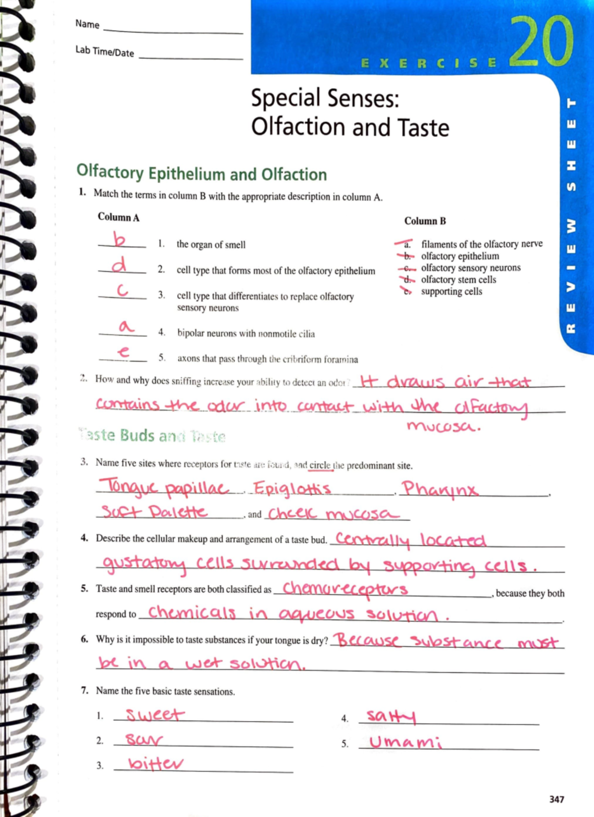 Lab ex 20 - Olfaction and taste Dr. Peltzer - Name Lab Time/Date ...