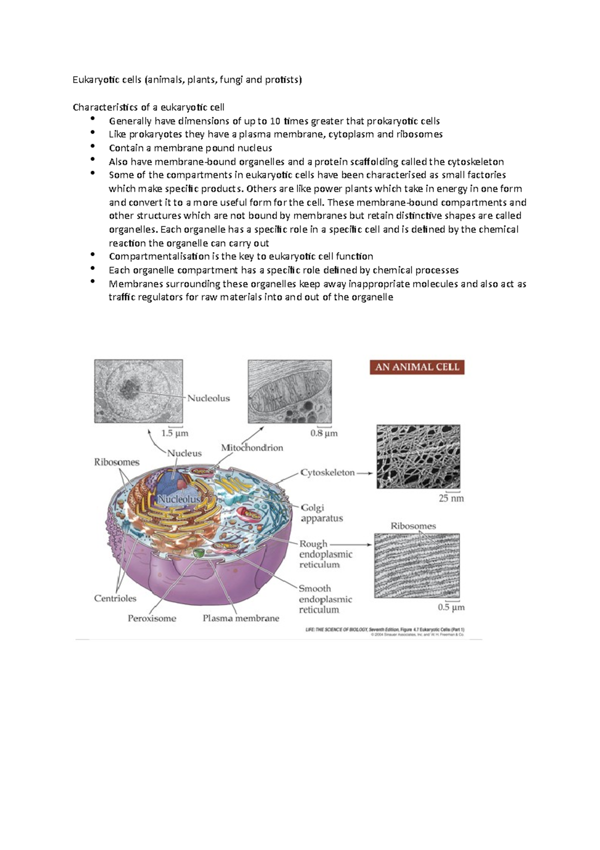Prokaryotic vs eukaryotic cells - Eukaryotic cells (animals, plants ...