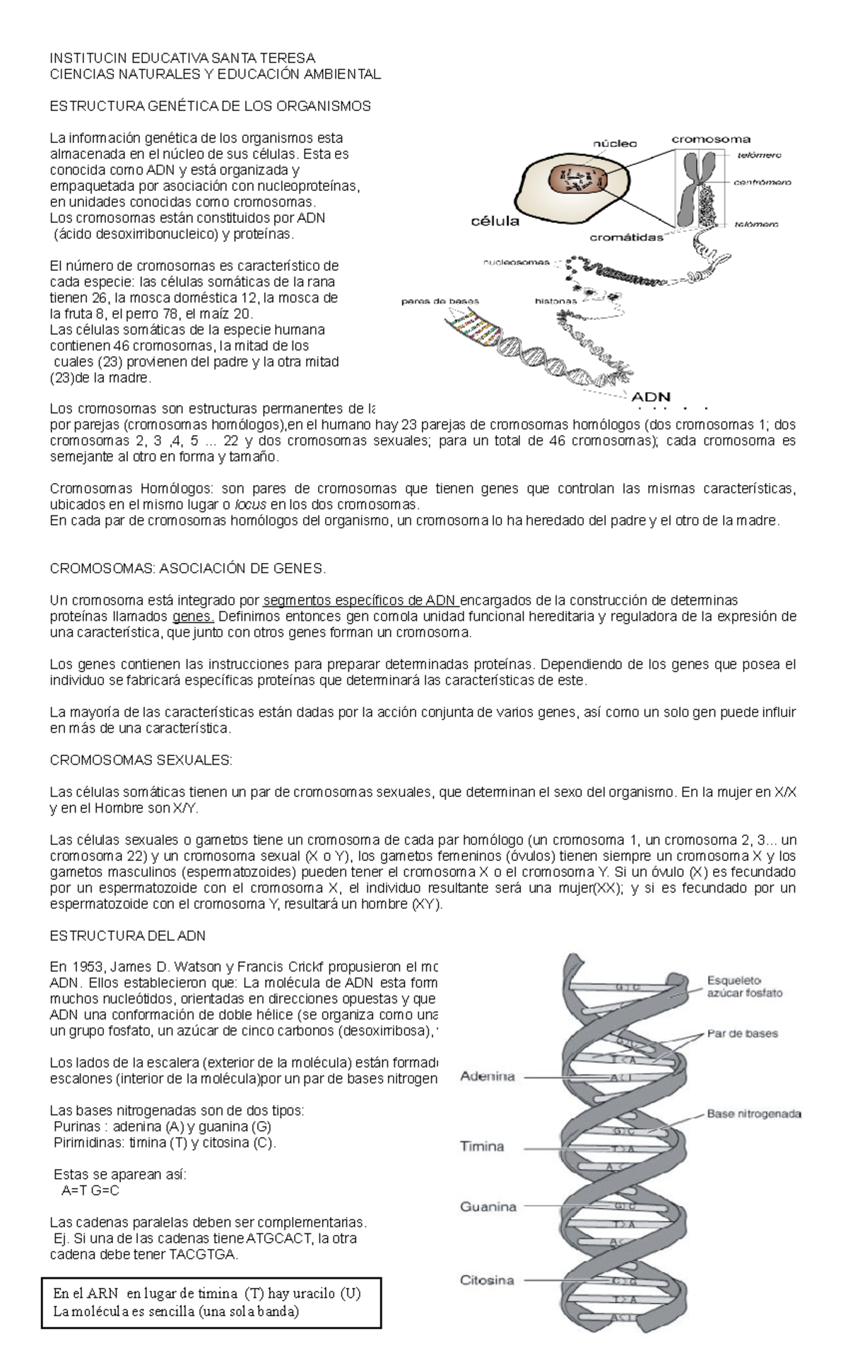 LOS Genes - Estructura Genética de los Organismos - INSTITUCIN ...