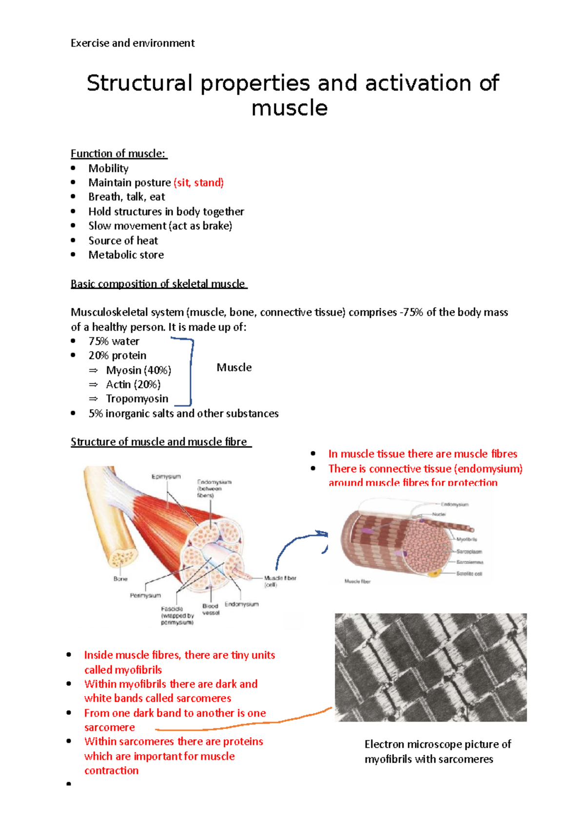 E&E-Structural properties and activation of muscle - Structural ...