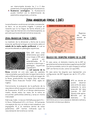 1. Histología y fisiología de la retina - El globo ocular se divide en ...