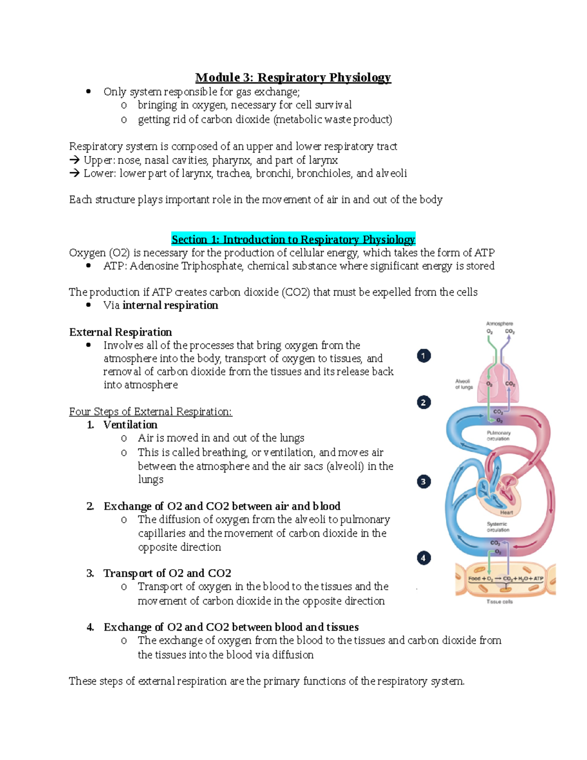 Module 3 Respiratory Physiology - Module 3: Respiratory Physiology Only ...