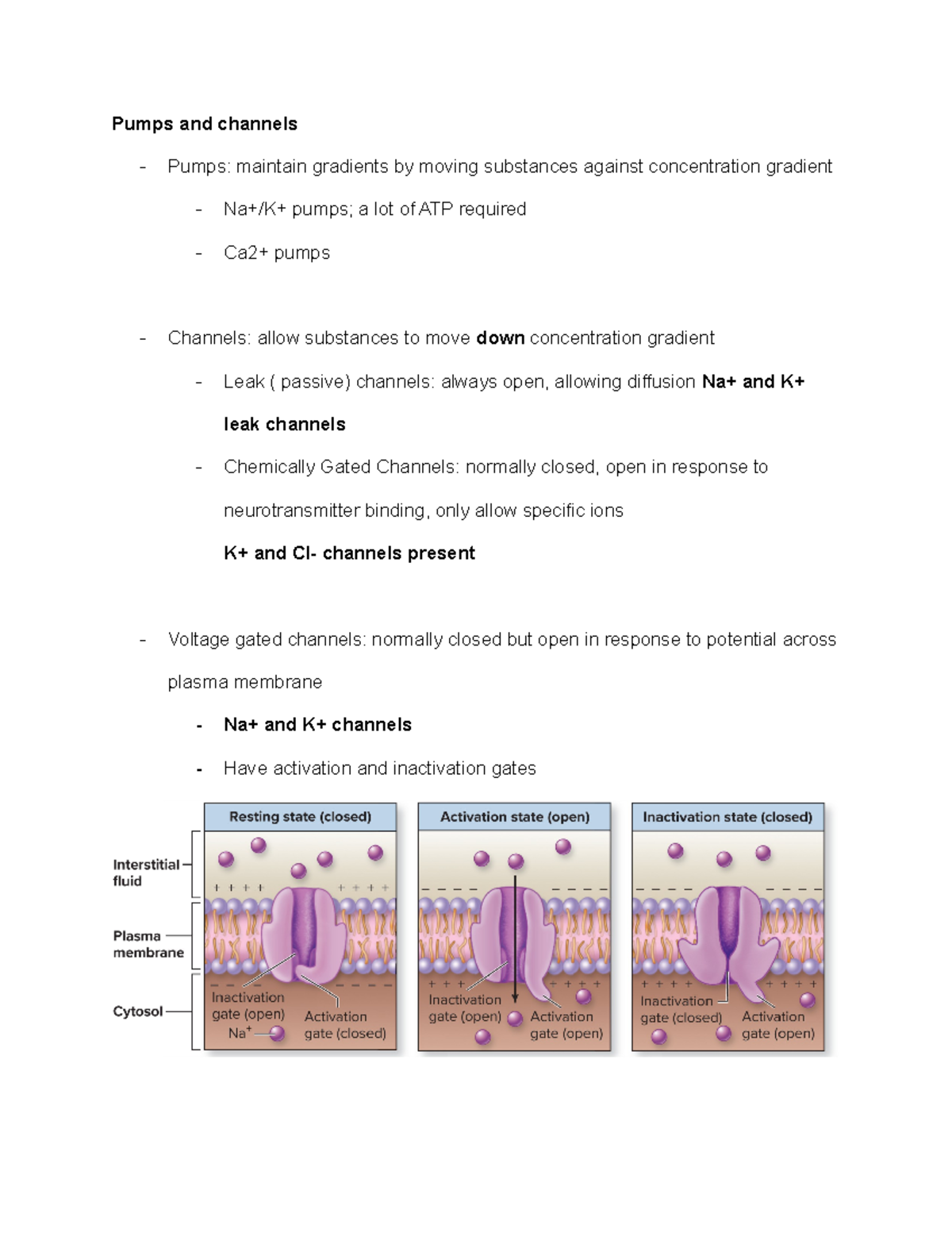 Plasma Membrane of neurons in Nervous Tissue - Pumps and channels ...