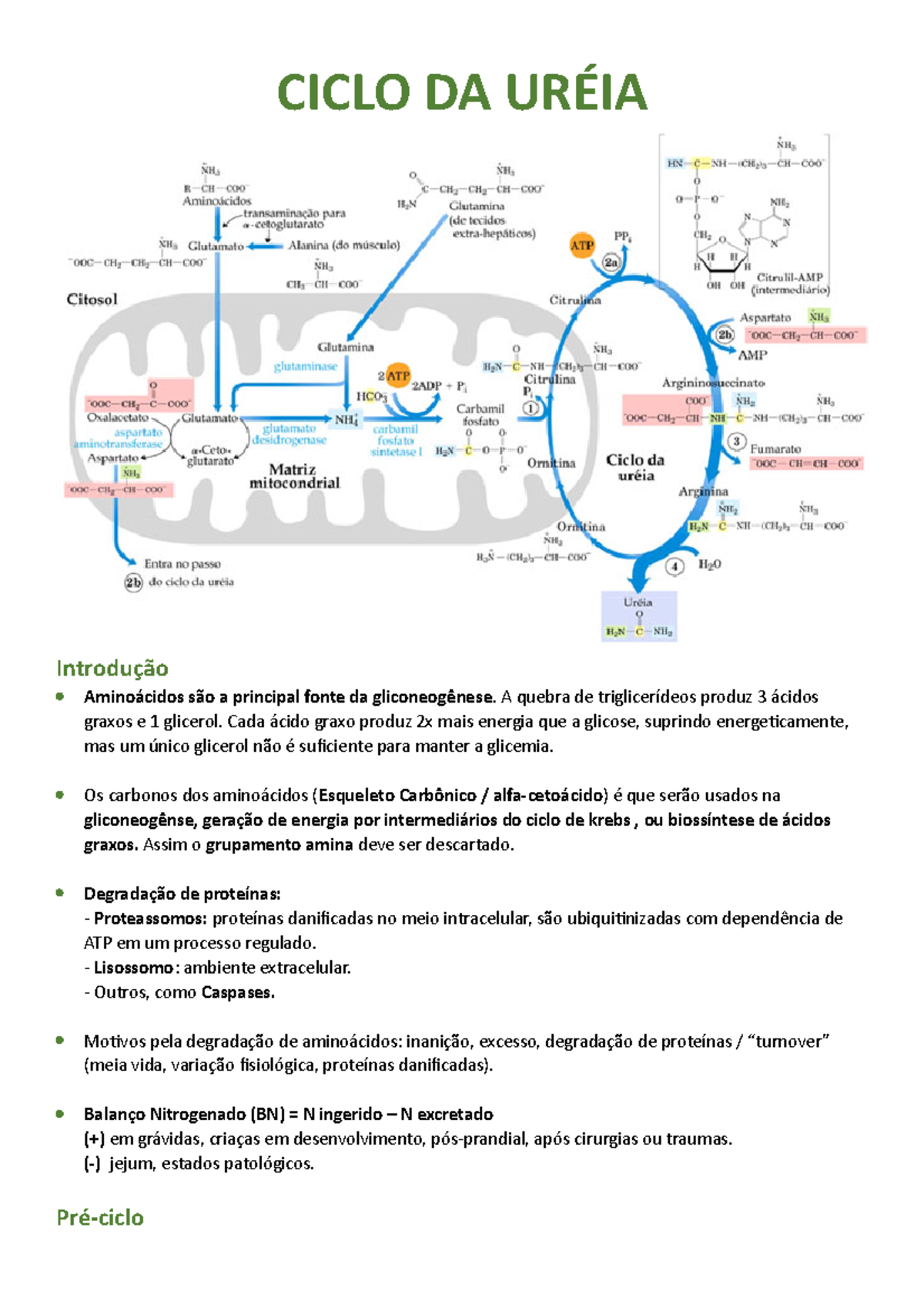 Bioquímica II Caderno de Rubens do Amaral 2016 - CICLO DA URÉIA ...