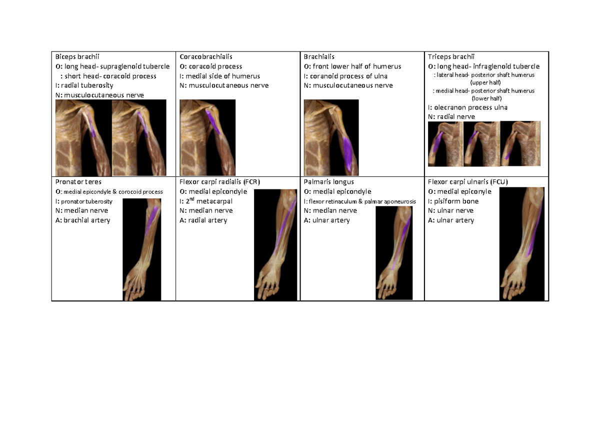 Forearm - GOOD - Biceps brachii O: long head- supraglenoid tubercle ...