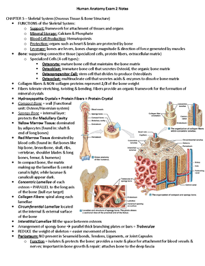 Anatomy Exam 3 Notes - Anatomy Exam 3 Notes CHAPTER 9 – Muscles ...