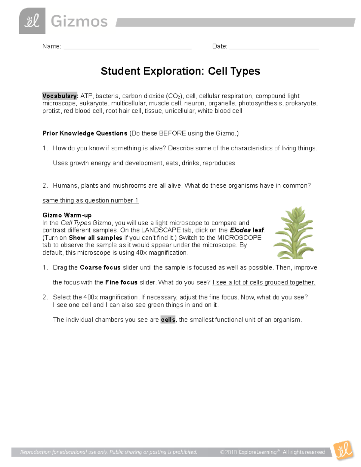 Cell Types Gizmos C Answer Key Meiosis Gizmo Answer Key Activity A 