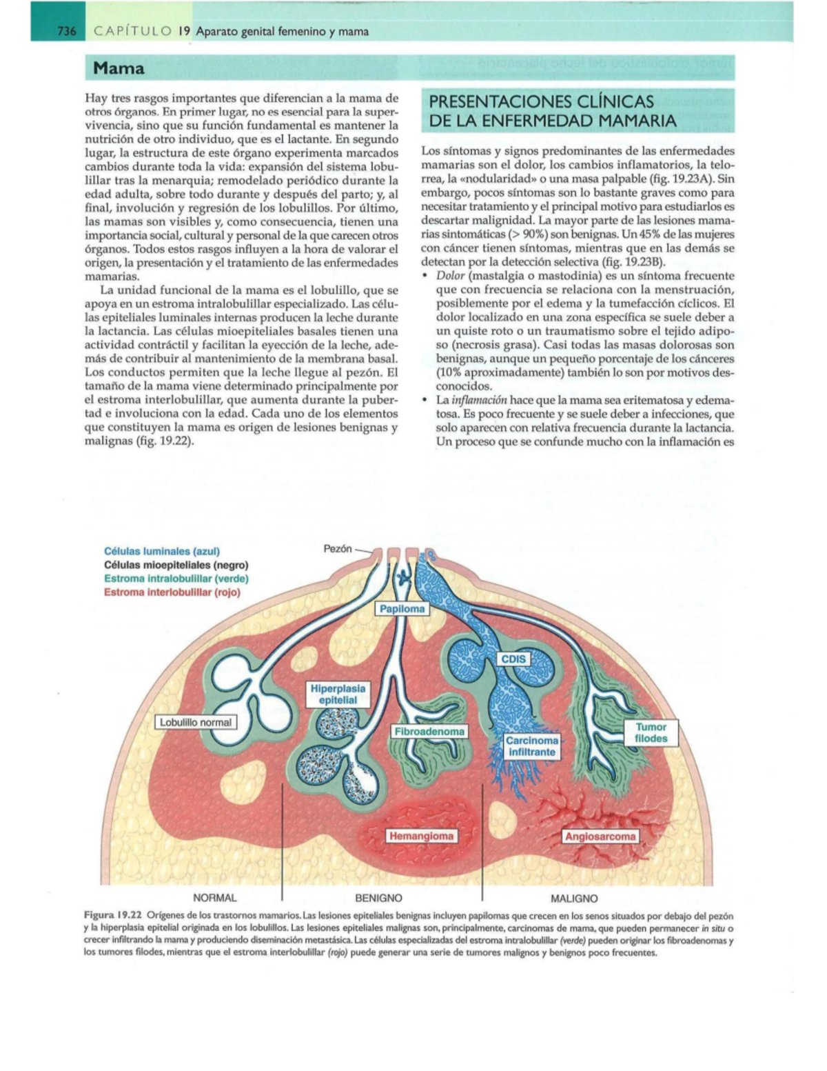 Mama patología Robbins - Patología Especial - Studocu