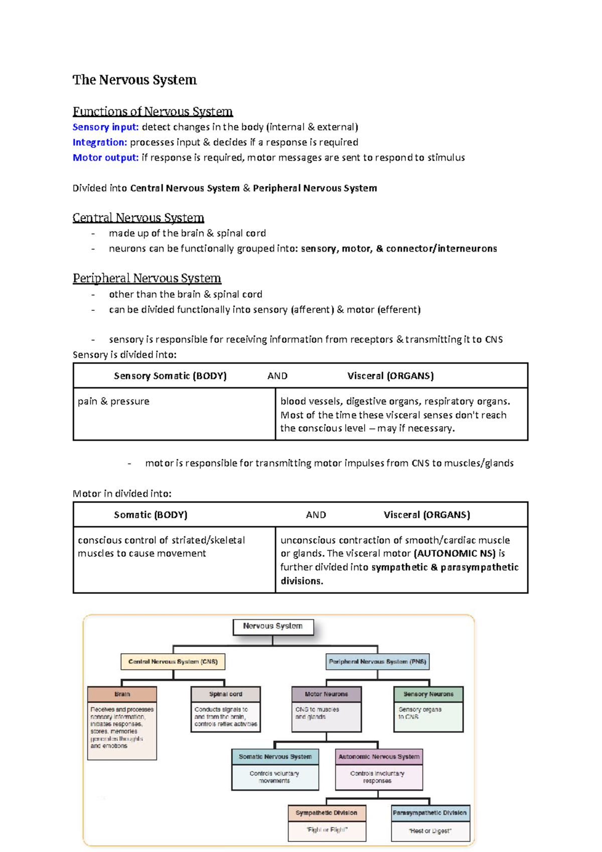 Final exam notes - nervous & half of circulatory - The Nervous System ...