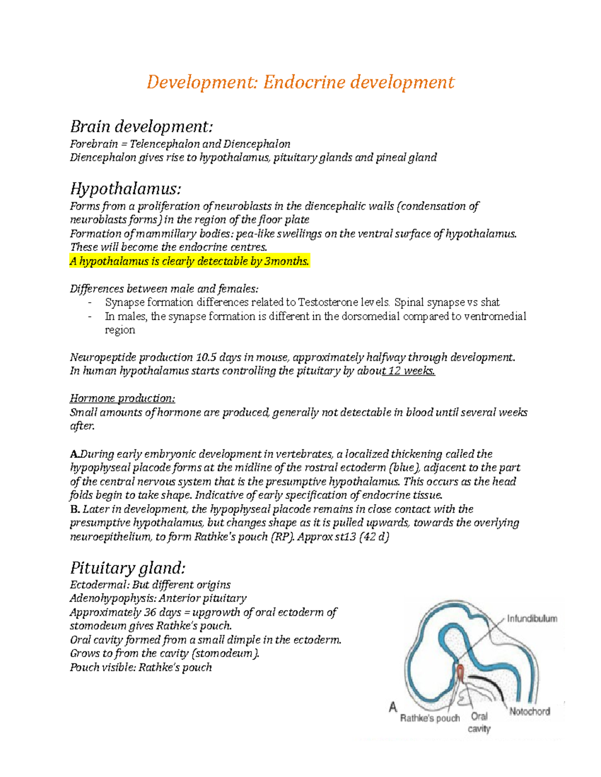 Development of the endocrine system - Development: Endocrine ...