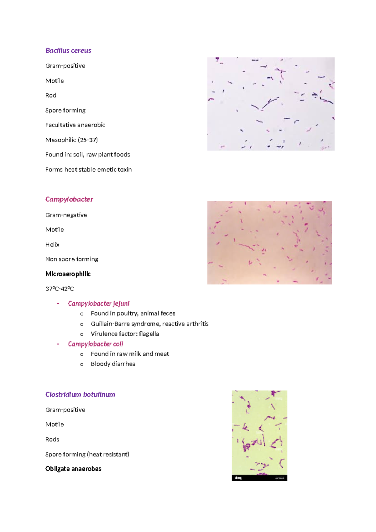 Bacterias - Bacillus cereus Gram-positive Motile Rod Spore forming ...