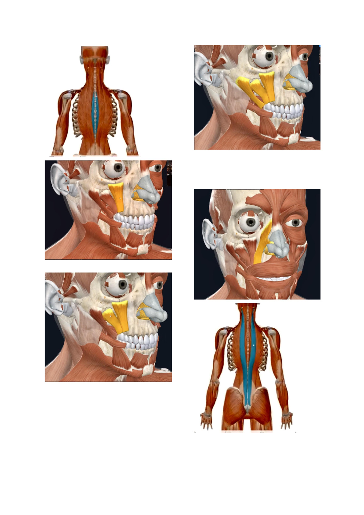 Resumo m1 anato - Para treinar - Anatomia - Studocu