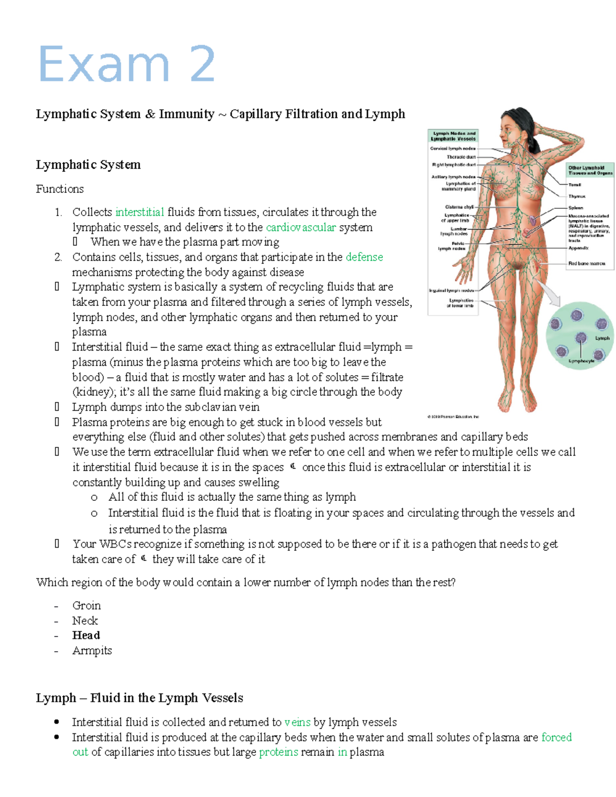 BIOL 224 A Exam 2 - Notes for exam 2. Dr. Hollander. - Exam 2 Lymphatic ...