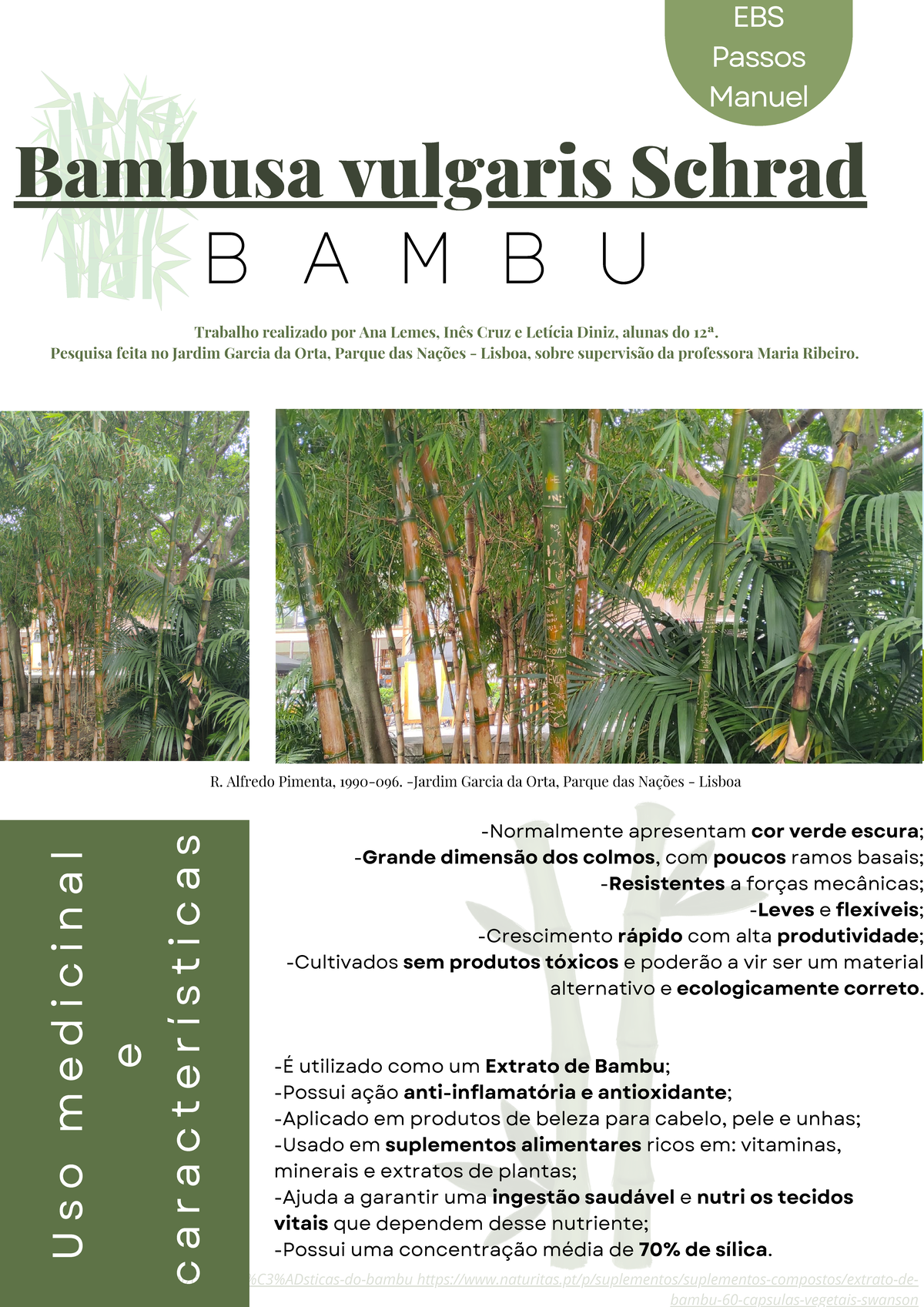 Poster Bambu - Bambusa vulgaris Schrad b a m b u -É utilizado como um ...