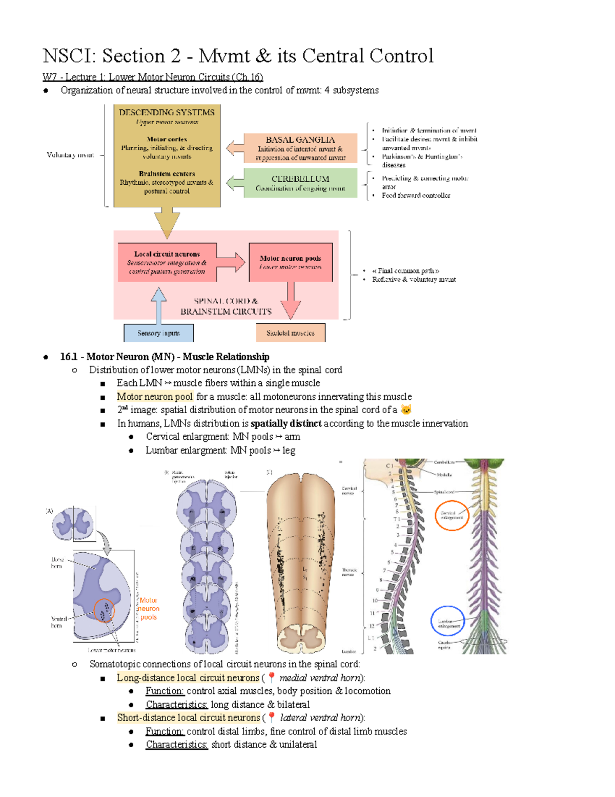 Movement & its Central Control (lower motor neurons, upper motor ...