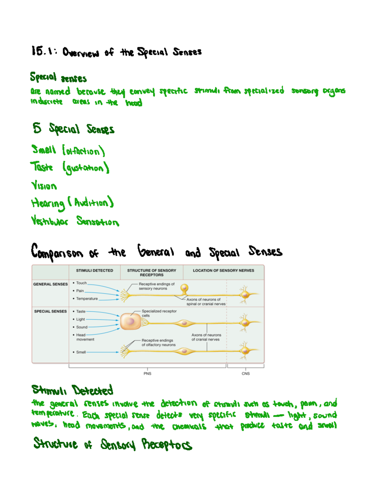 Chapter 15 - The Special Senses - 5 1 Overview of theSpecial Sense ...