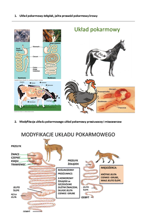 Anatomia psa - Anatomia psa ANATOMIA PSA to nauka o budowie ciała psa ...
