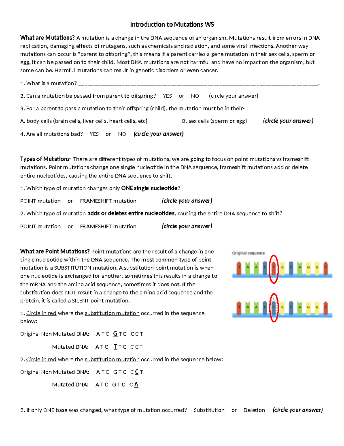 Introduction to Mutations WS - Mutations result from errors in DNA ...