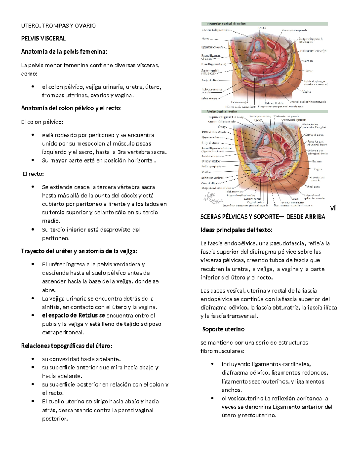 Utero Y Cervix - Resumen Netter's Clinical Anatomy - UTERO, TROMPAS Y ...