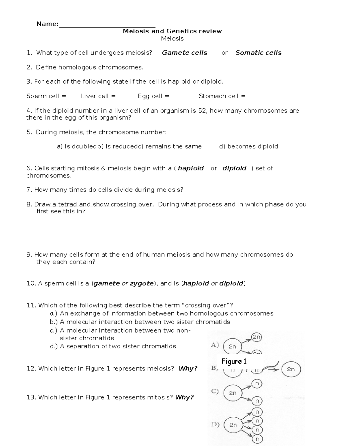 Meiosis and Genetics Review Sheet 1rmwnqh - Name ...