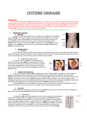 Système urinaire - Notes de cours 1 - Le système urinaire Introduction ...