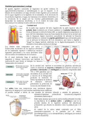 Guia 4 ARTI 4 Meninges y LCR - Articulación Básico Clínico Comunitaria ...